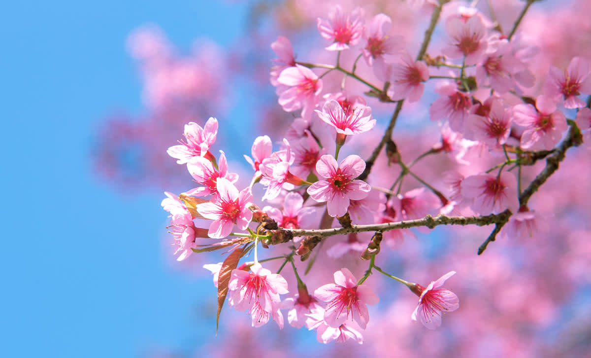 Kurrajong Public School Launches Spring With Early Season Fair | The ...
