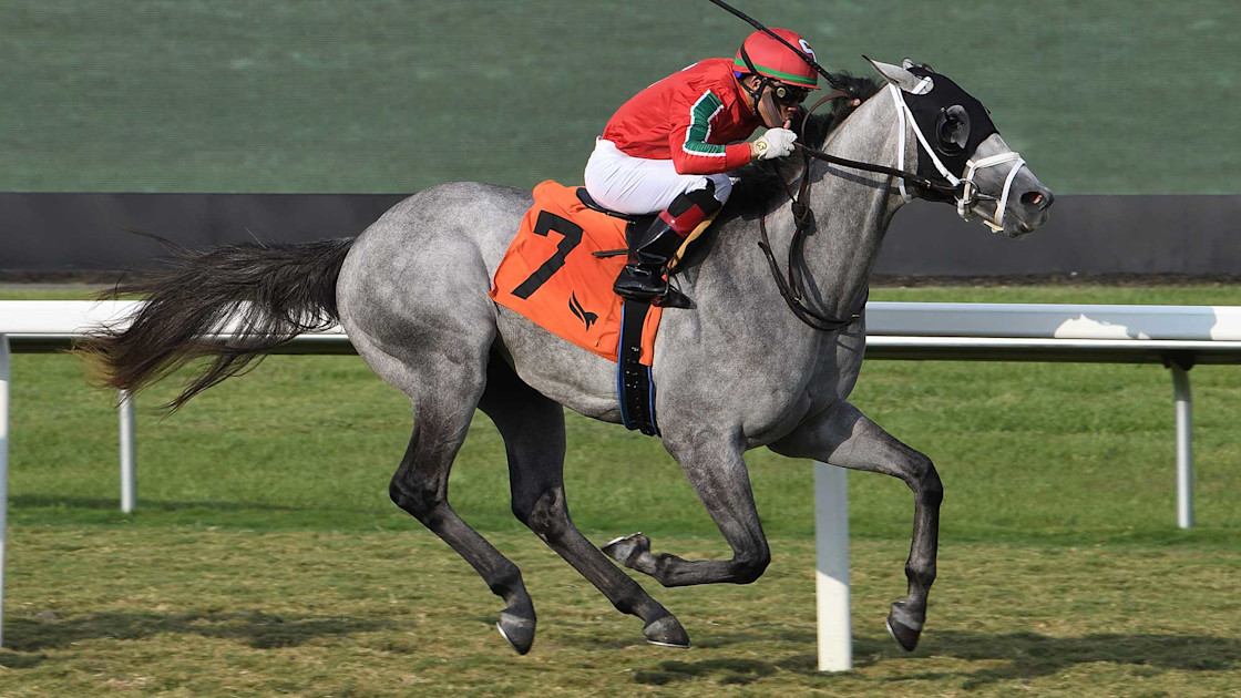 D’Angelo Royal Ascot-Bound with Gabaldon | Halllandale Beach, Florida ...