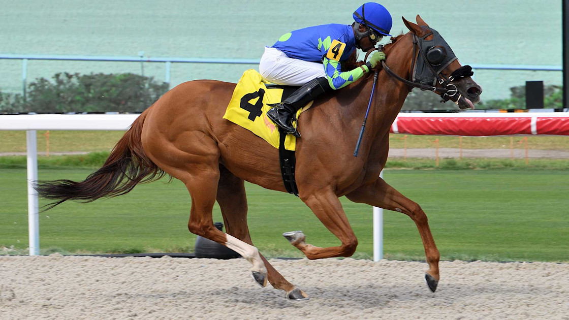 Miss Auramet is an All-Weather Horse for Eddie Plesa Jr. | Gulfstream Park