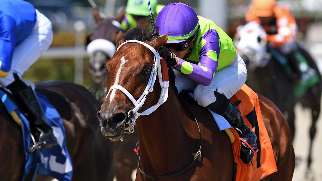 Grand Ave Girl Returns Running in Gulfstream Feature | Gulfstream Park