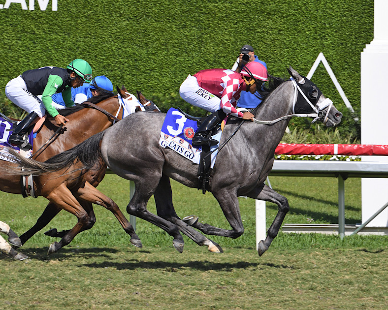 Horsepower Rumbles Home in Go Cats Go Handicap | Hallandale Beach ...