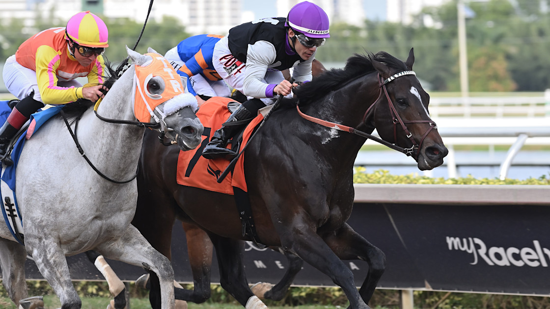 Damon’s Mound Returns a Winner in Sunshine Sprint | Hallandale Beach ... Damon’s Mound Returns a Winner in Sunshine Sprint | Hallandale Beach ...