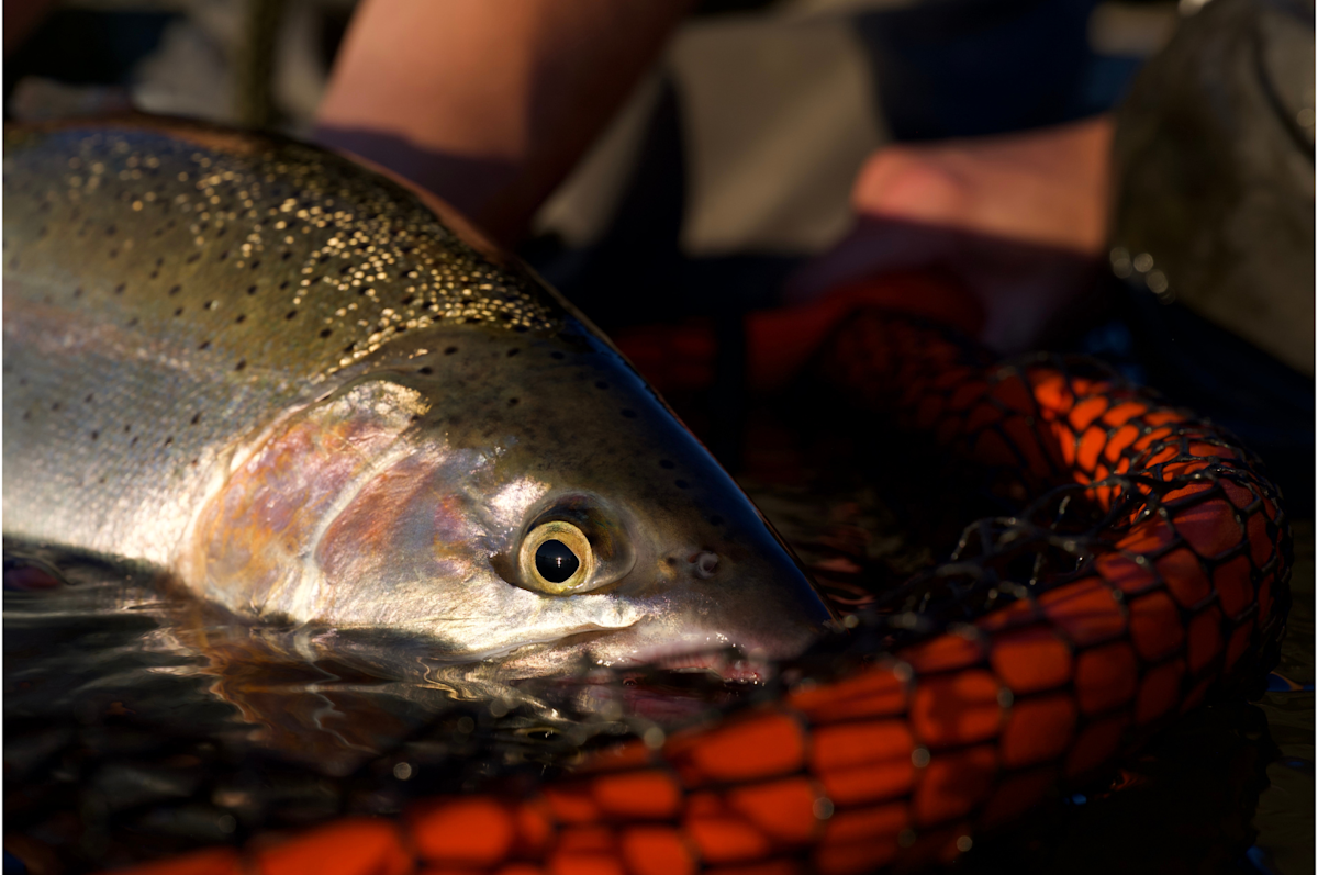 Fish Identification App