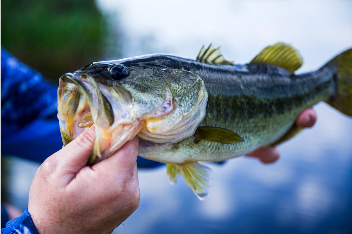 Post-Spawn Bass Fishing Tips: Lures, tips & spots