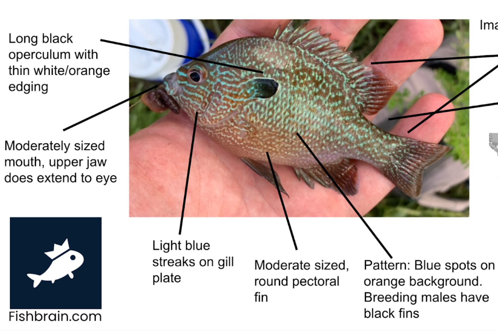 How to ID sunfish