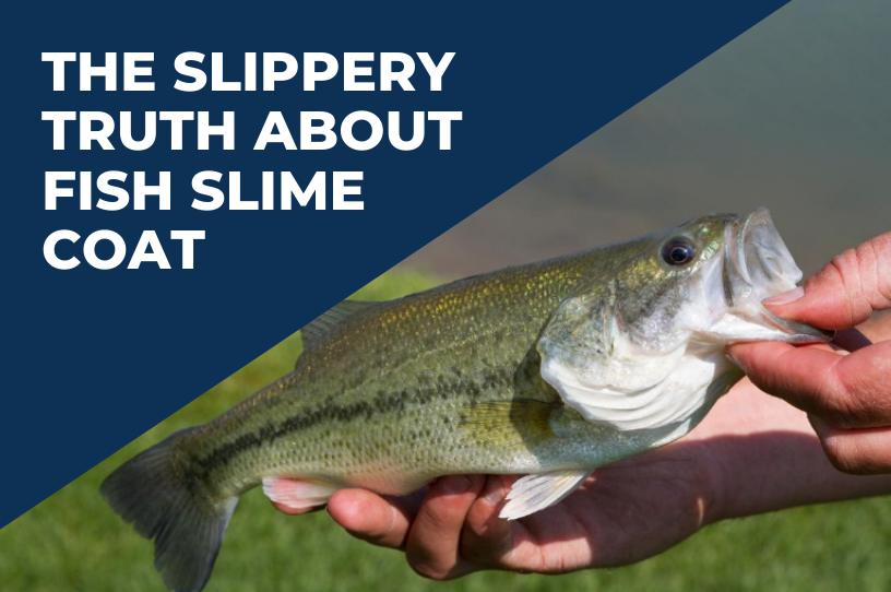 The slippery truth about fish slime coat