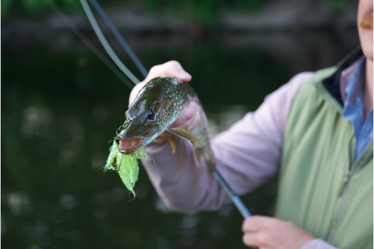 Fall Pike Fishing