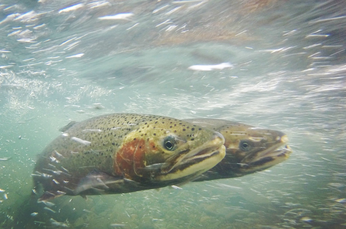 Pacific Northwest steelhead numbers