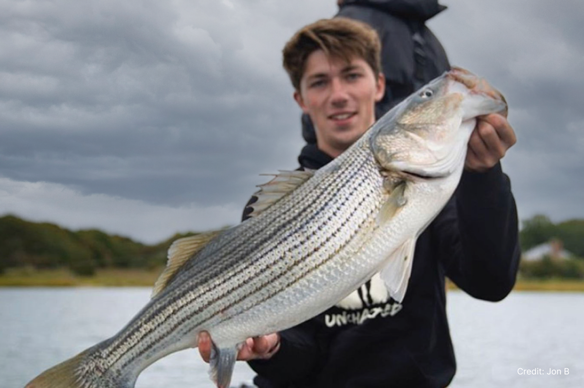 Fall striper migration and numbers