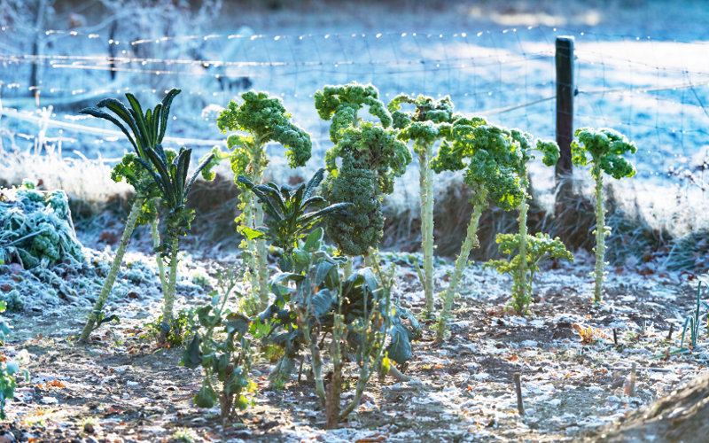 Heimgemüse gefragt wie nie – Nutzgärten in der Winterzeit