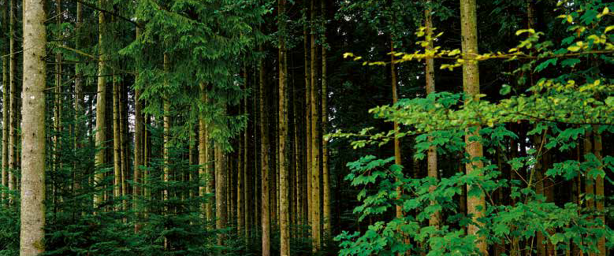 Holzsiegel - einfach erklärt