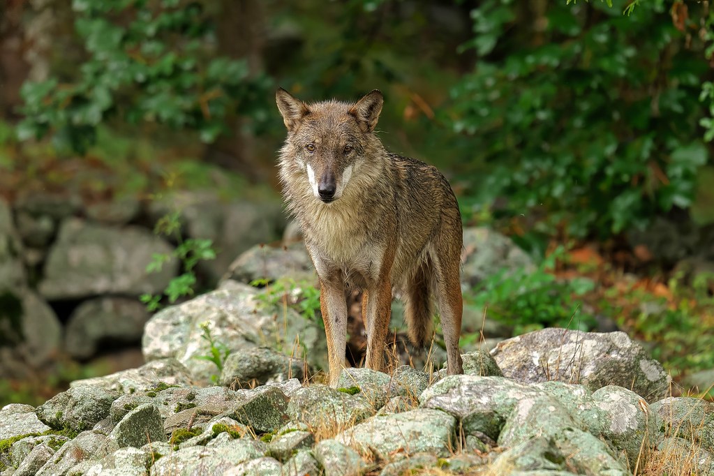 Montepiano | La fauna di Montepiano