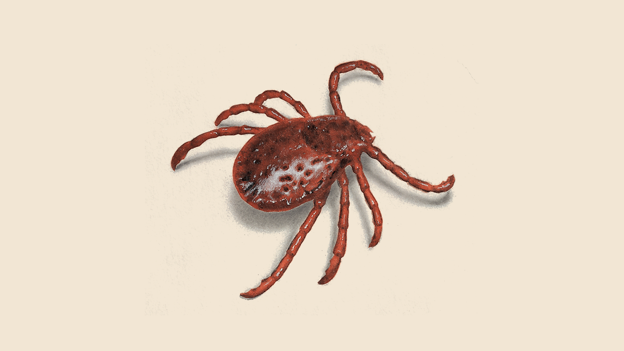 Ticks Exterminator How To Identify Get Rid Of Ticks Orkin