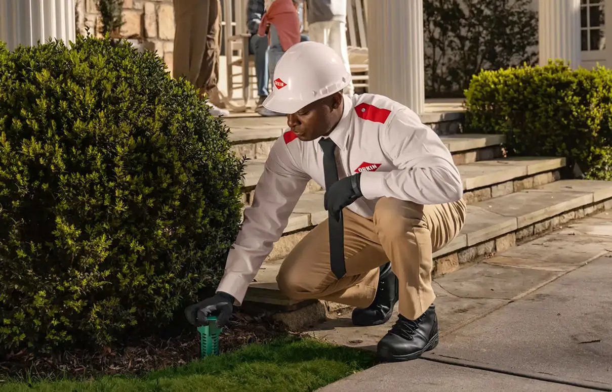Orkin Termite Treatment Pest Control Exterminator Service Orkin