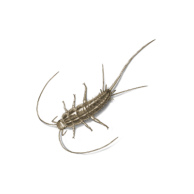 Silverfish Bite
