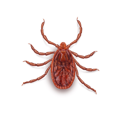 What Is A Red Tick