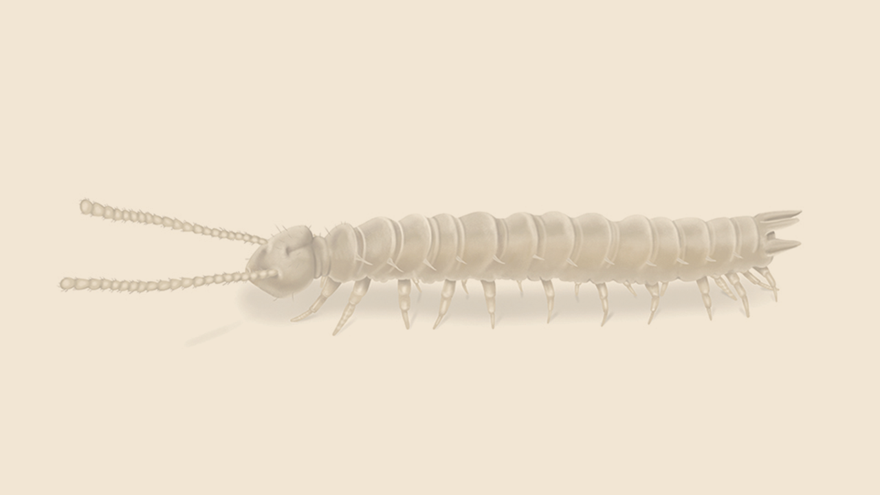 headless centipede