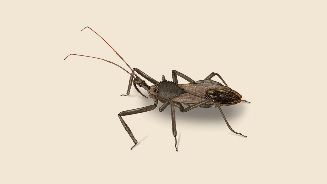 Assassin Bug Habitat Hortson Hunting Wasp Mimic Assassin Bug (Zelurus