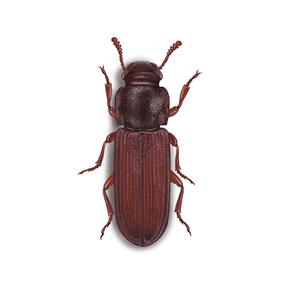 Baby Merchant Grain Beetle