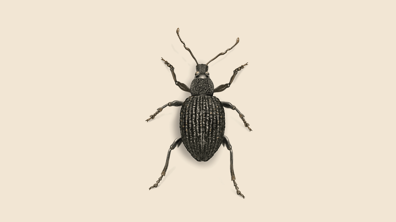 Weevils In House