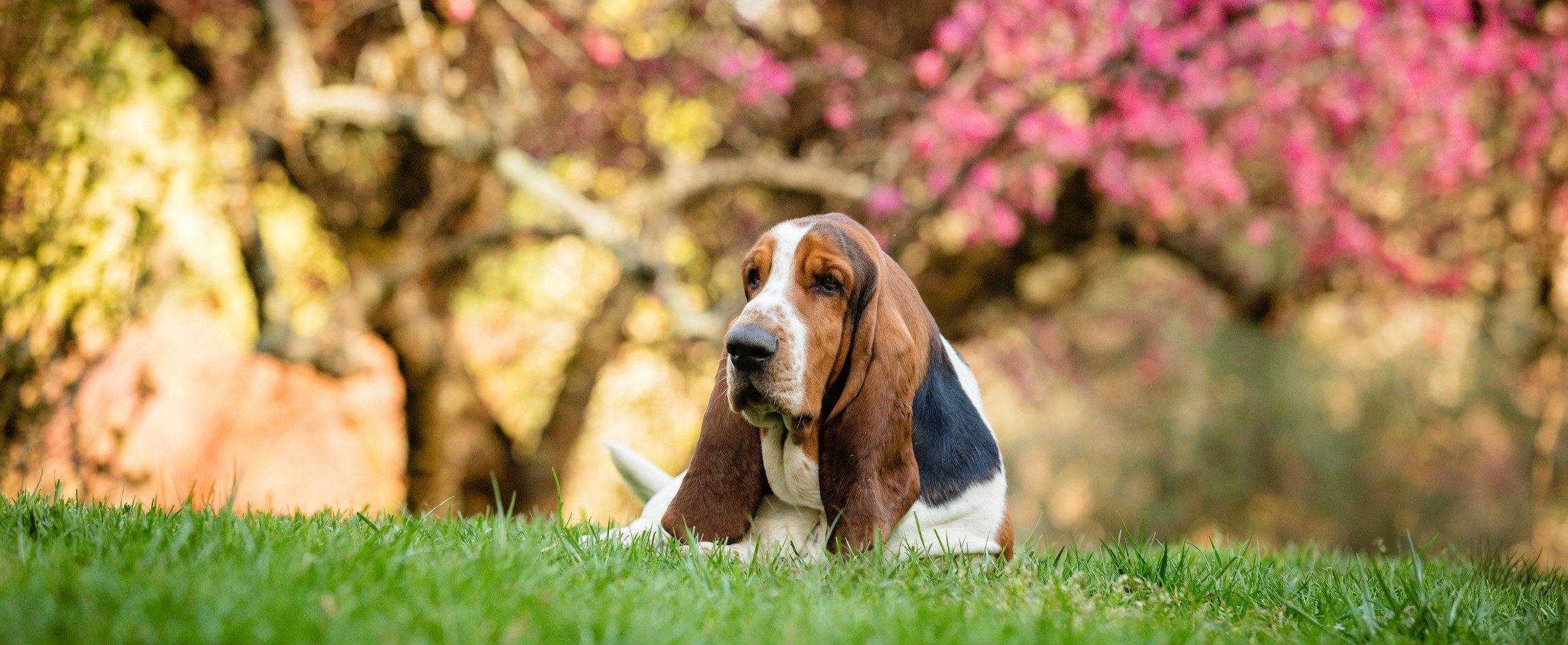 Calm Dog Breeds: Top Choices for a Relaxed and Easygoing Pet