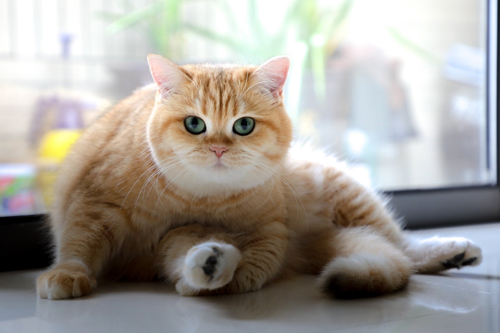 Back to The Basics: Understanding Your Cat's DNA Report | BASEPAWS