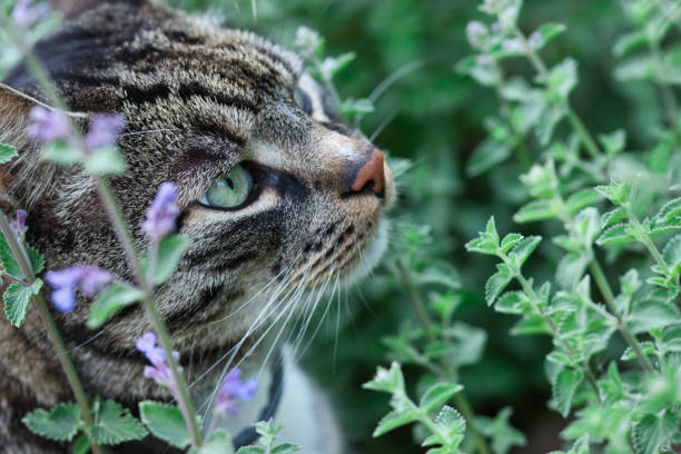 What is Catnip: 🐈Understanding the Feline Favorite