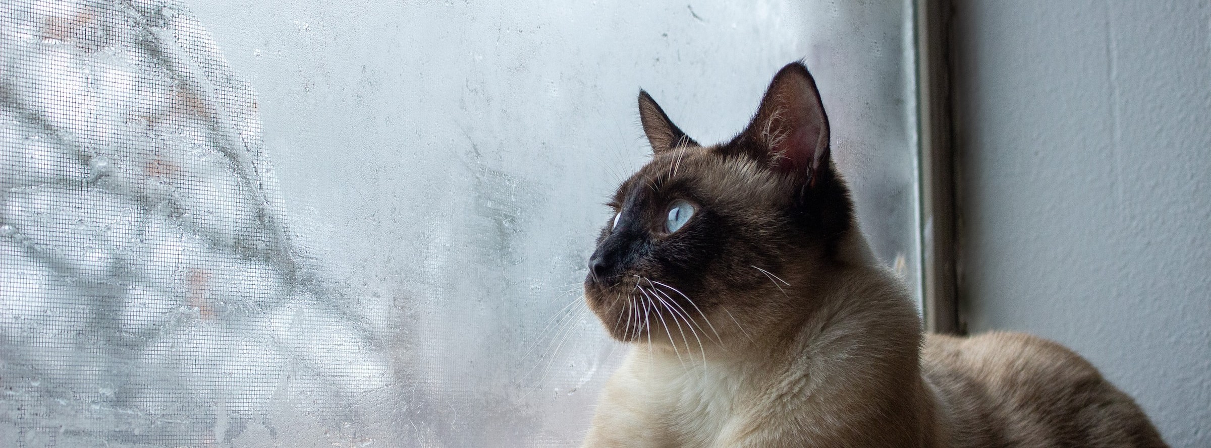 Discover Fancy Cat Breeds: Bengals to Russian Blues