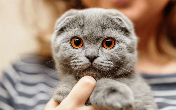 Interesting Cat Facts You Might Not Know | BASEPAWS | Cool Facts about