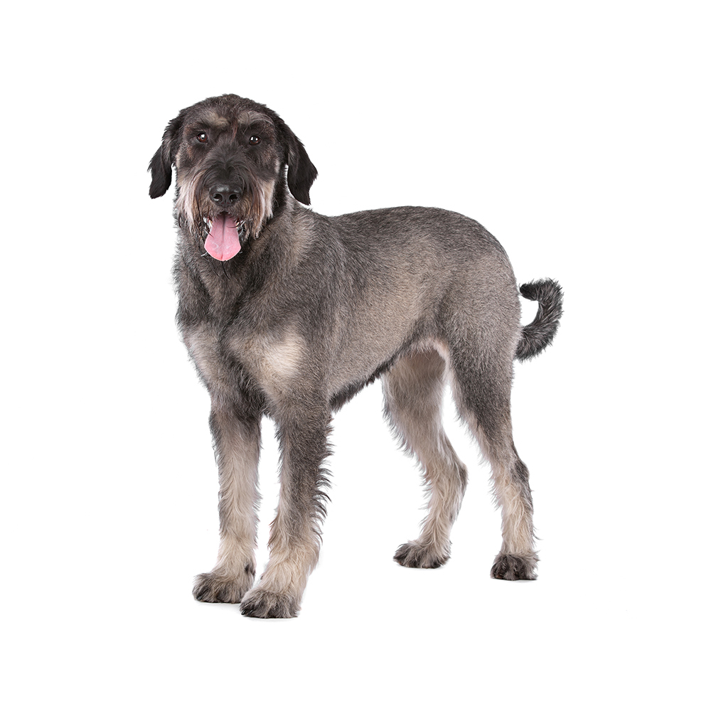 Irish Schnauzer