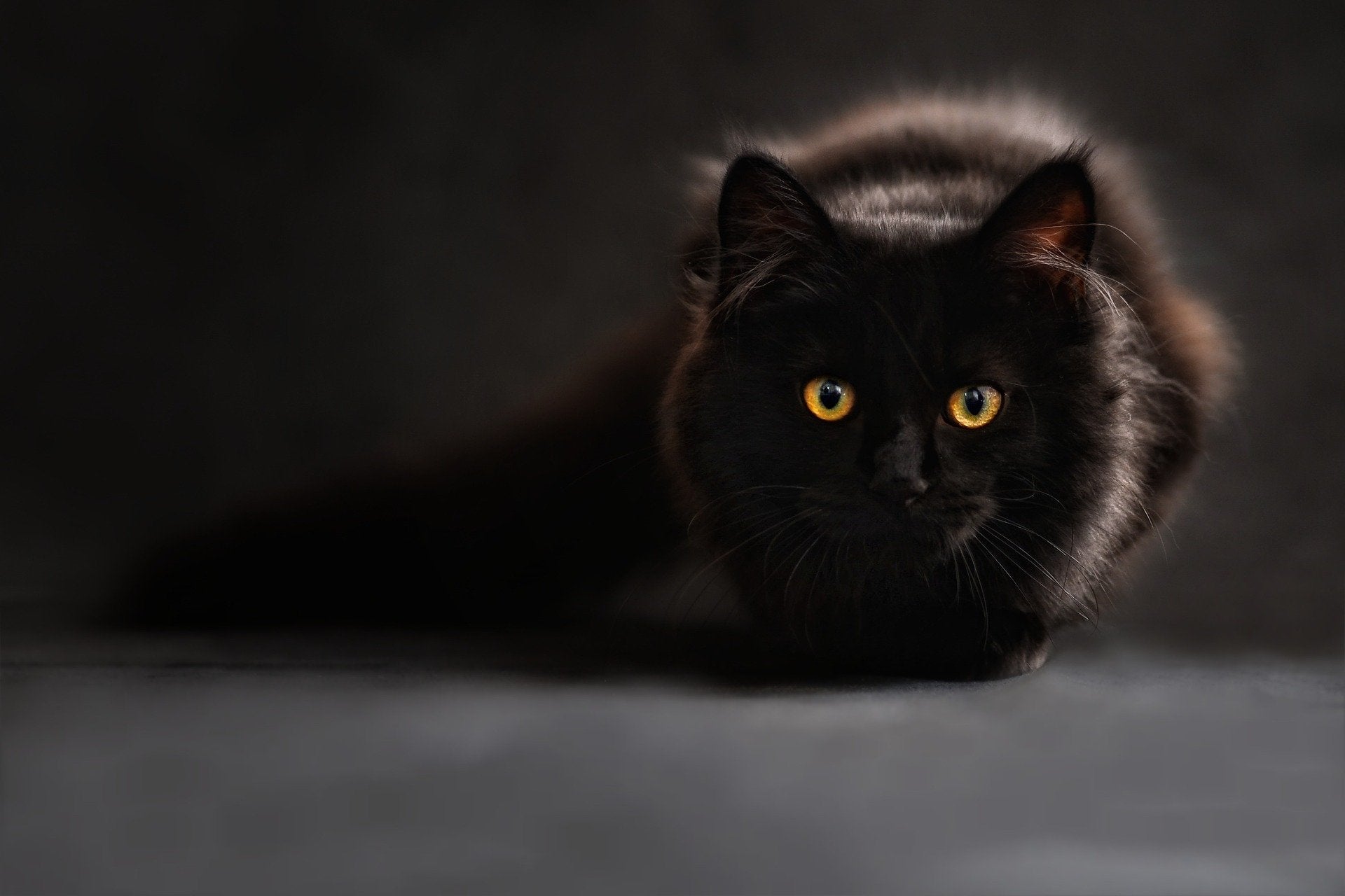 Feline Melanism: Adaptive and Evolutionary Significance | BASEPAWS