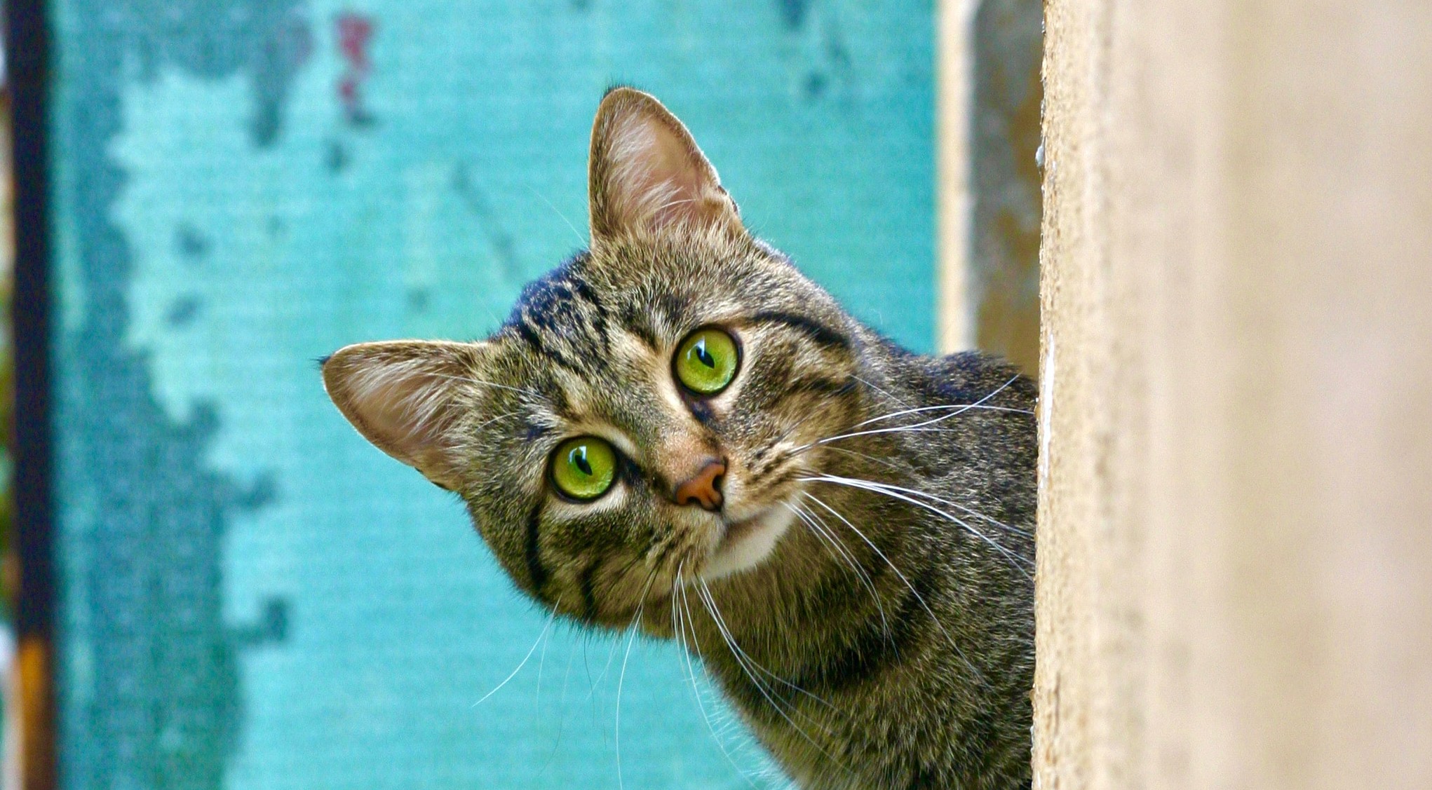 Cat Knees: Everything You Need to Know