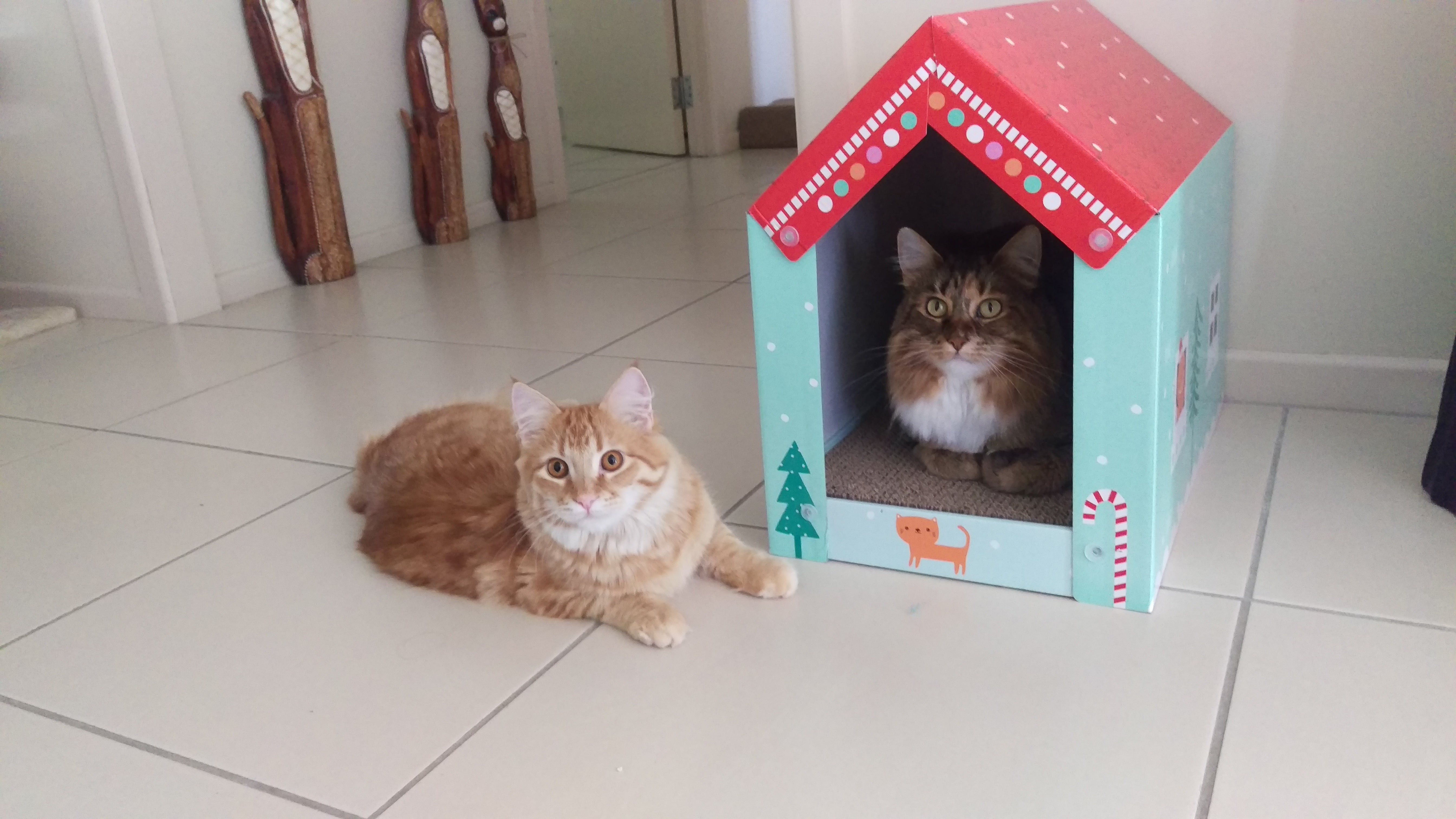 Basepaws Cat Story | BASEPAWS | Basepaws cats Lucy and Sheldon