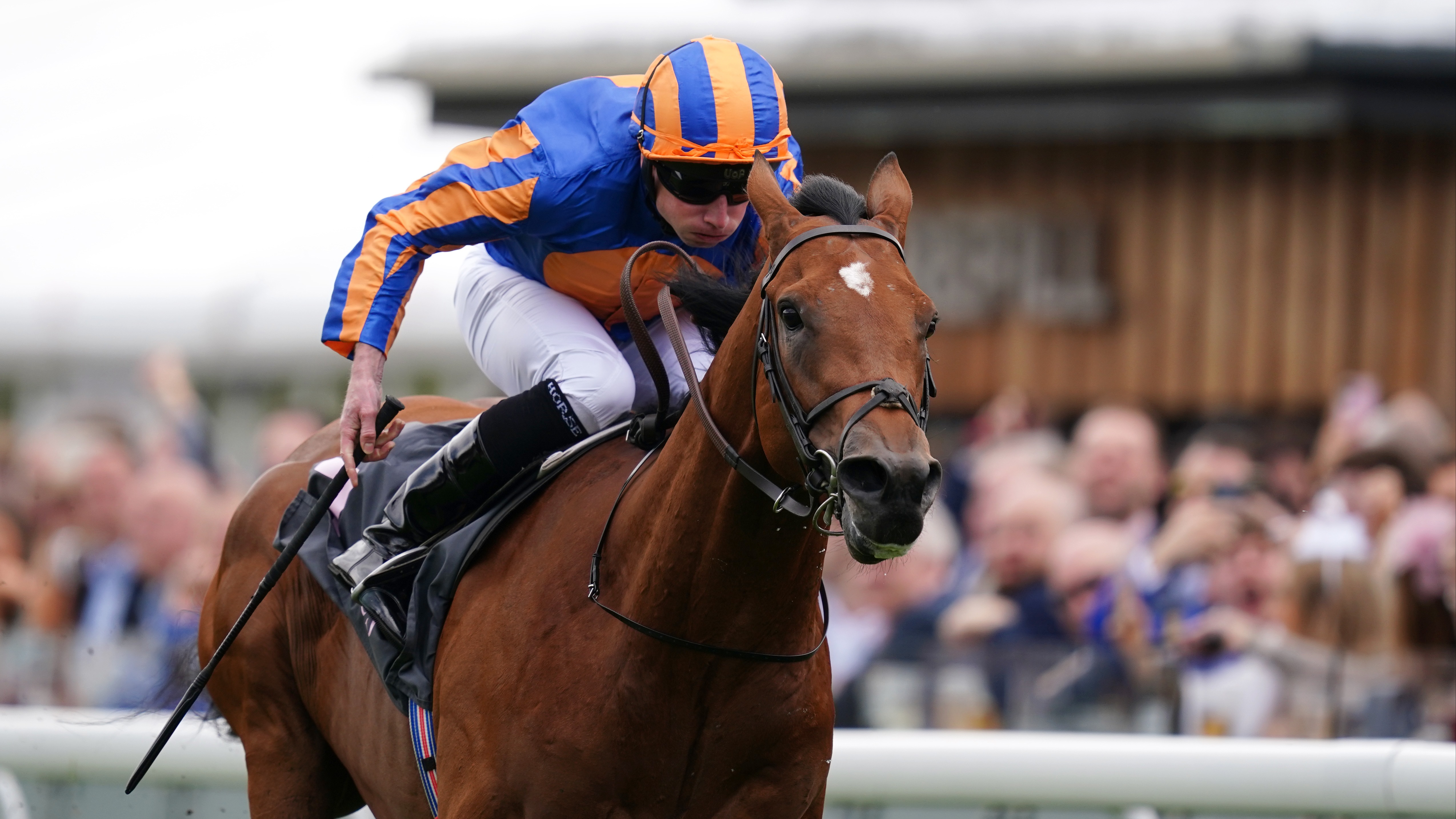 San Antonio holds off Alder in Dee Stakes battle of the O’Briens | Racing