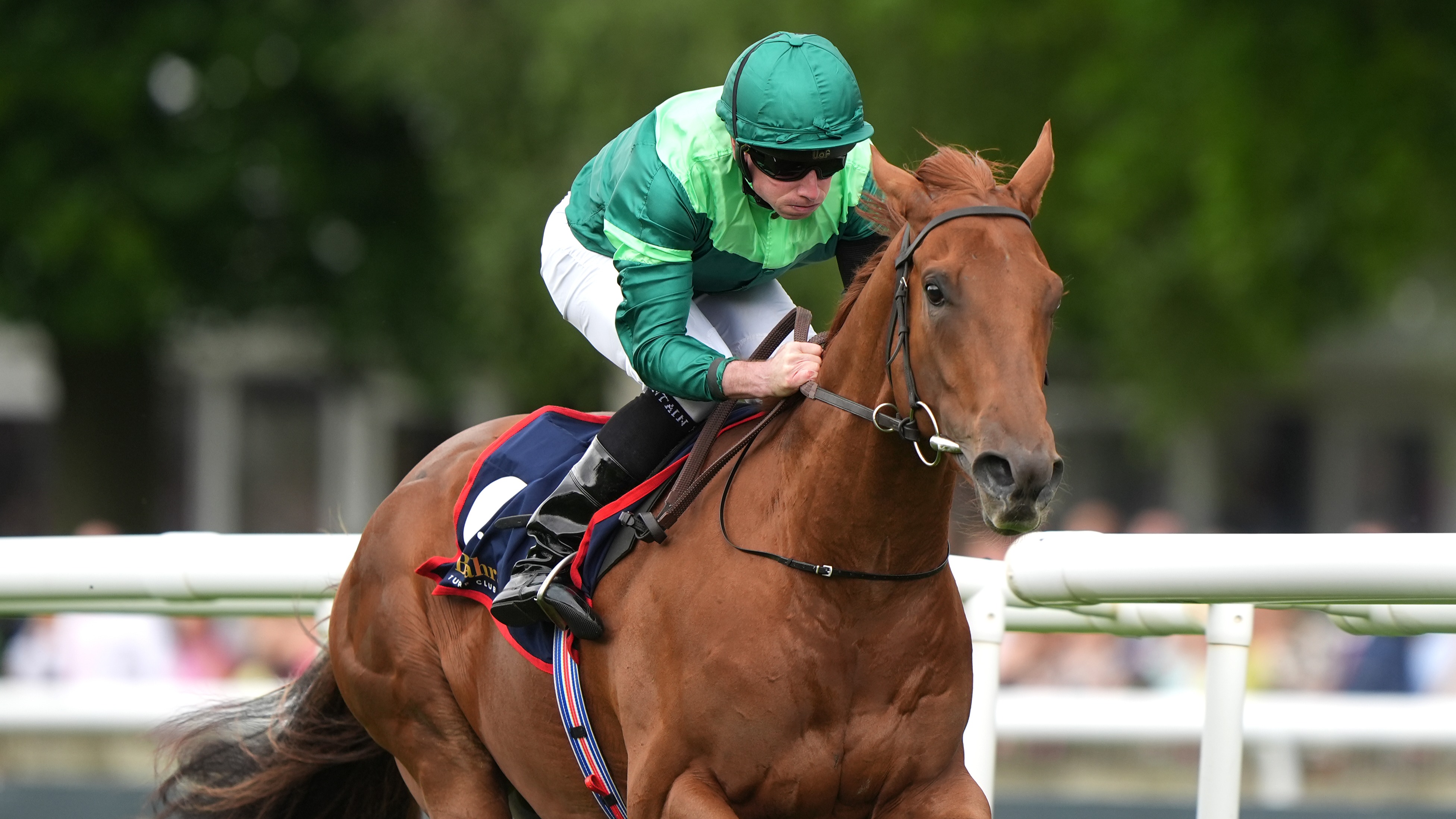 Whistlejacket proves picture-perfect in July Stakes win | Racing