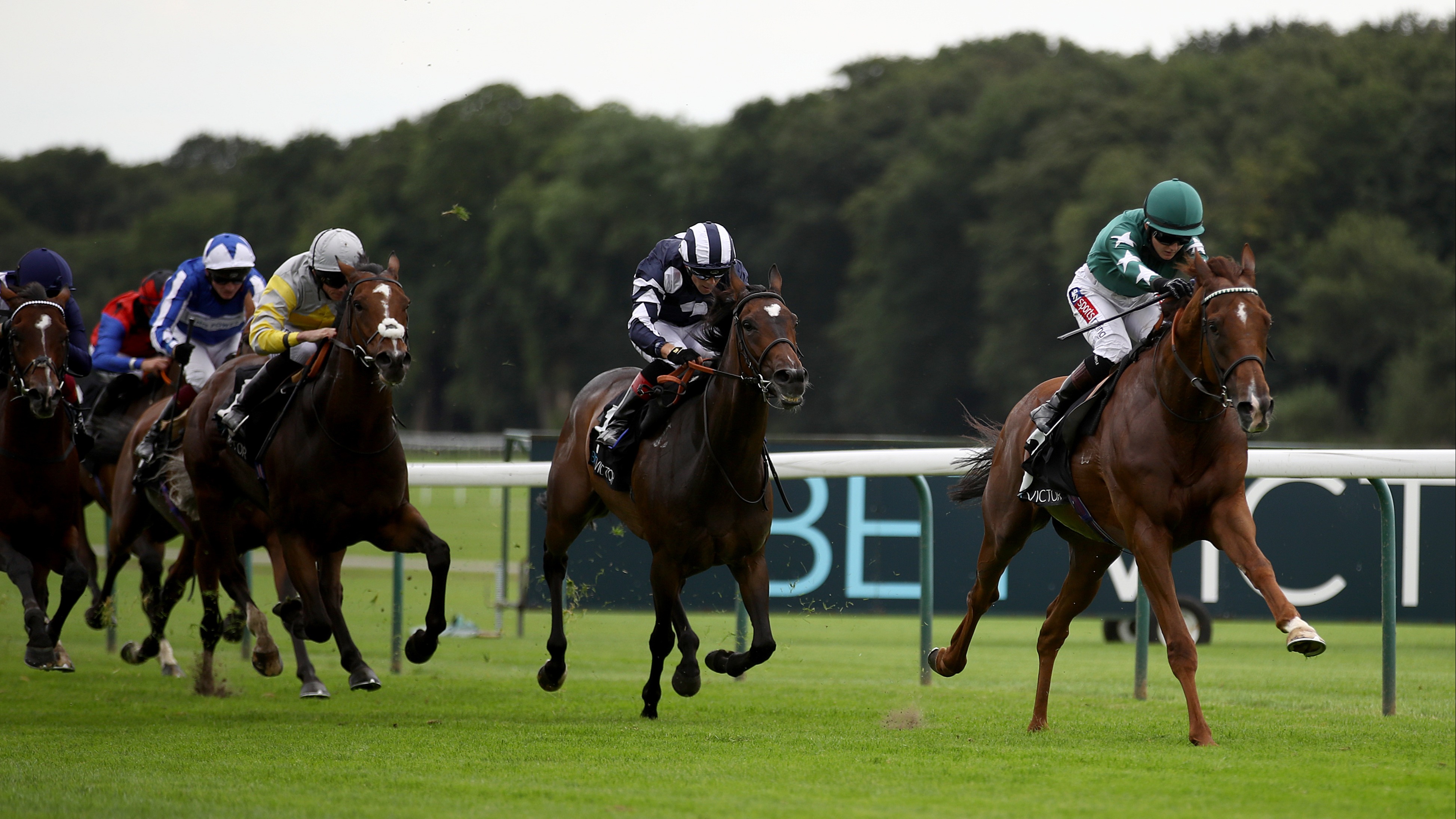 Extra Elusive blooms in Rose of Lancaster heat | Racing