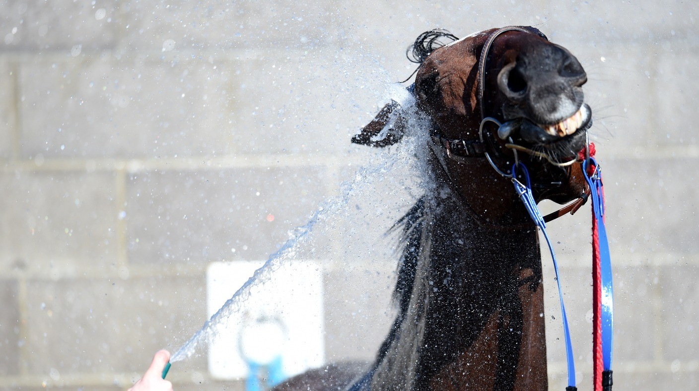 Wicklow Brave 'a possibility' for Cheltenham Festival | Racing