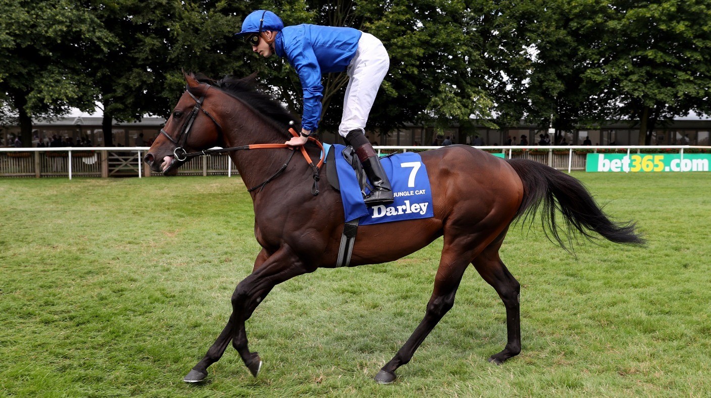 Appleby eyes Newmarket redemption for Jungle Cat | Racing