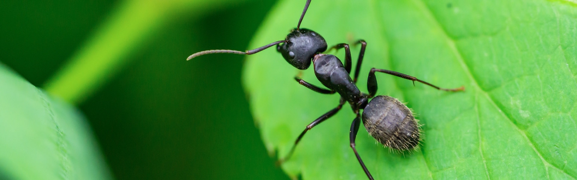 Mieren bestrijden | GAMMA