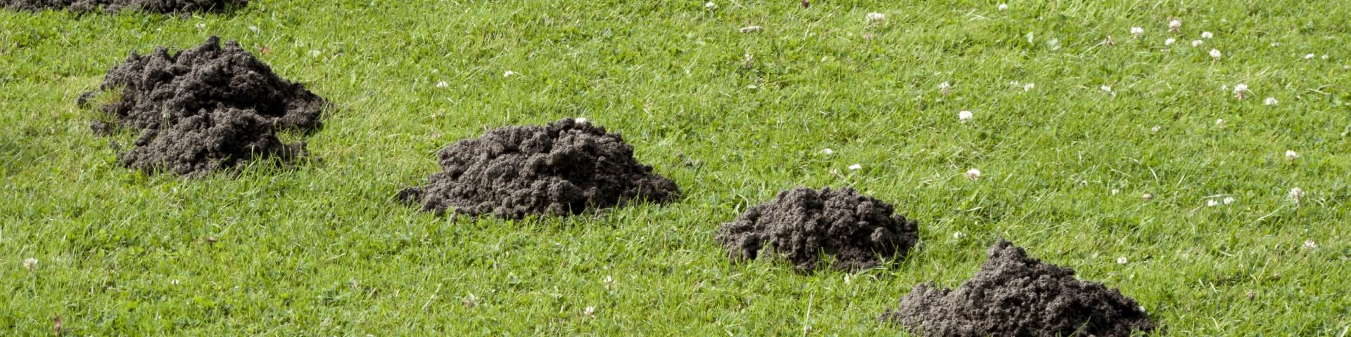 Mollen verjagen | GAMMA