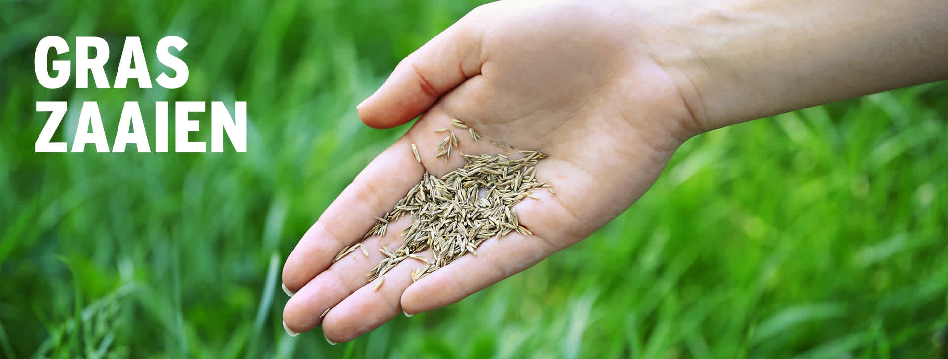 Gras zaaien: wanneer en hoe? | GAMMA