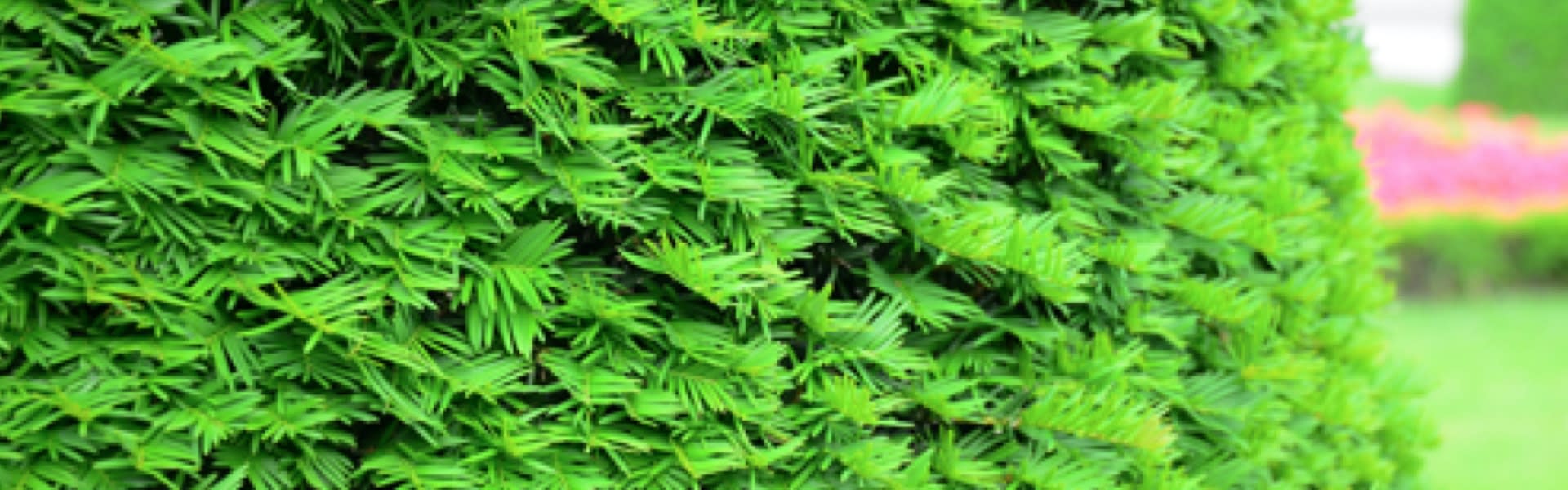 Taxus snoeien: bekijk ons stappenplan| GAMMA