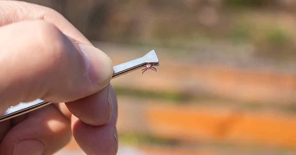 Lyme Disease and Complications Explained