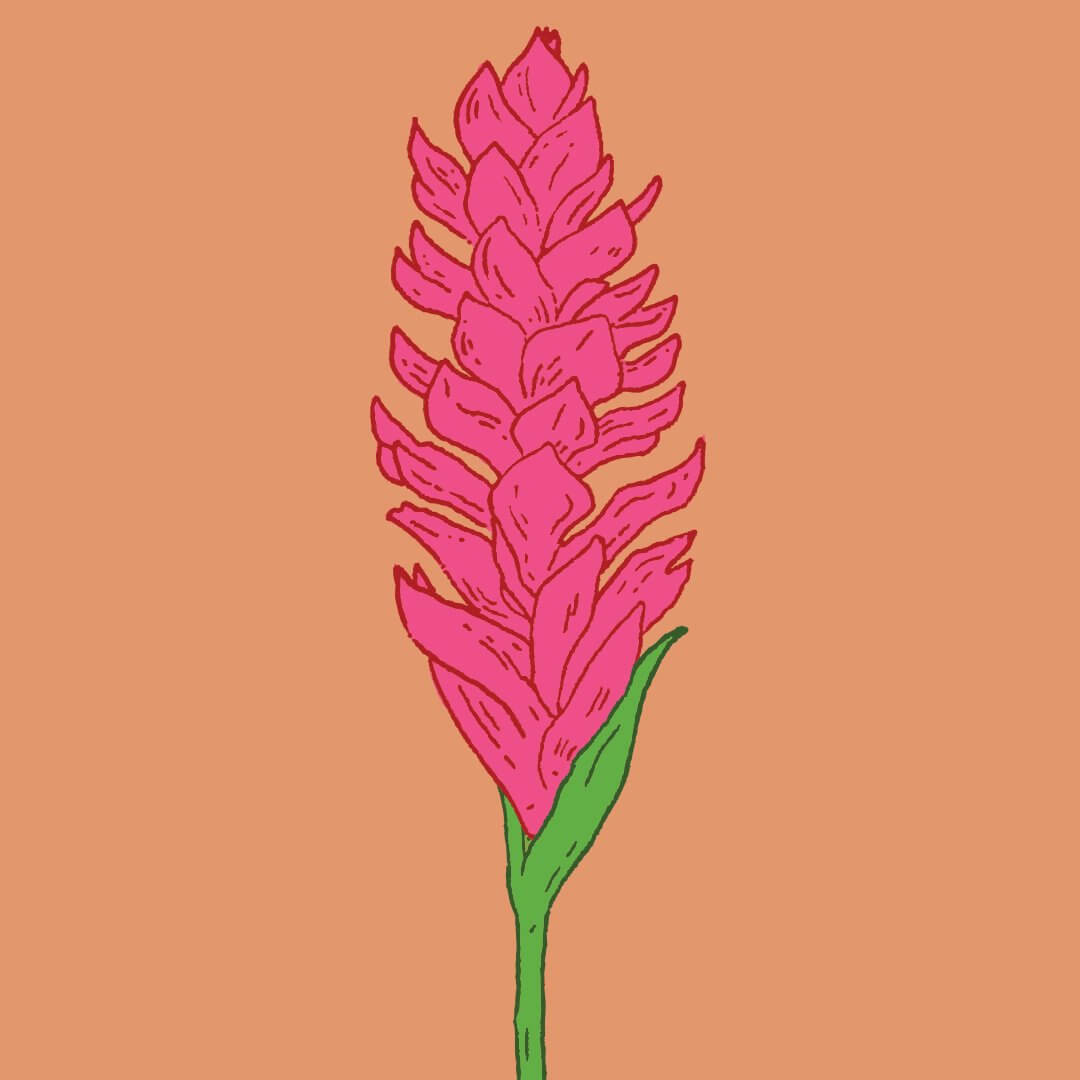 Teuila Flower Drawing | Best Flower Site