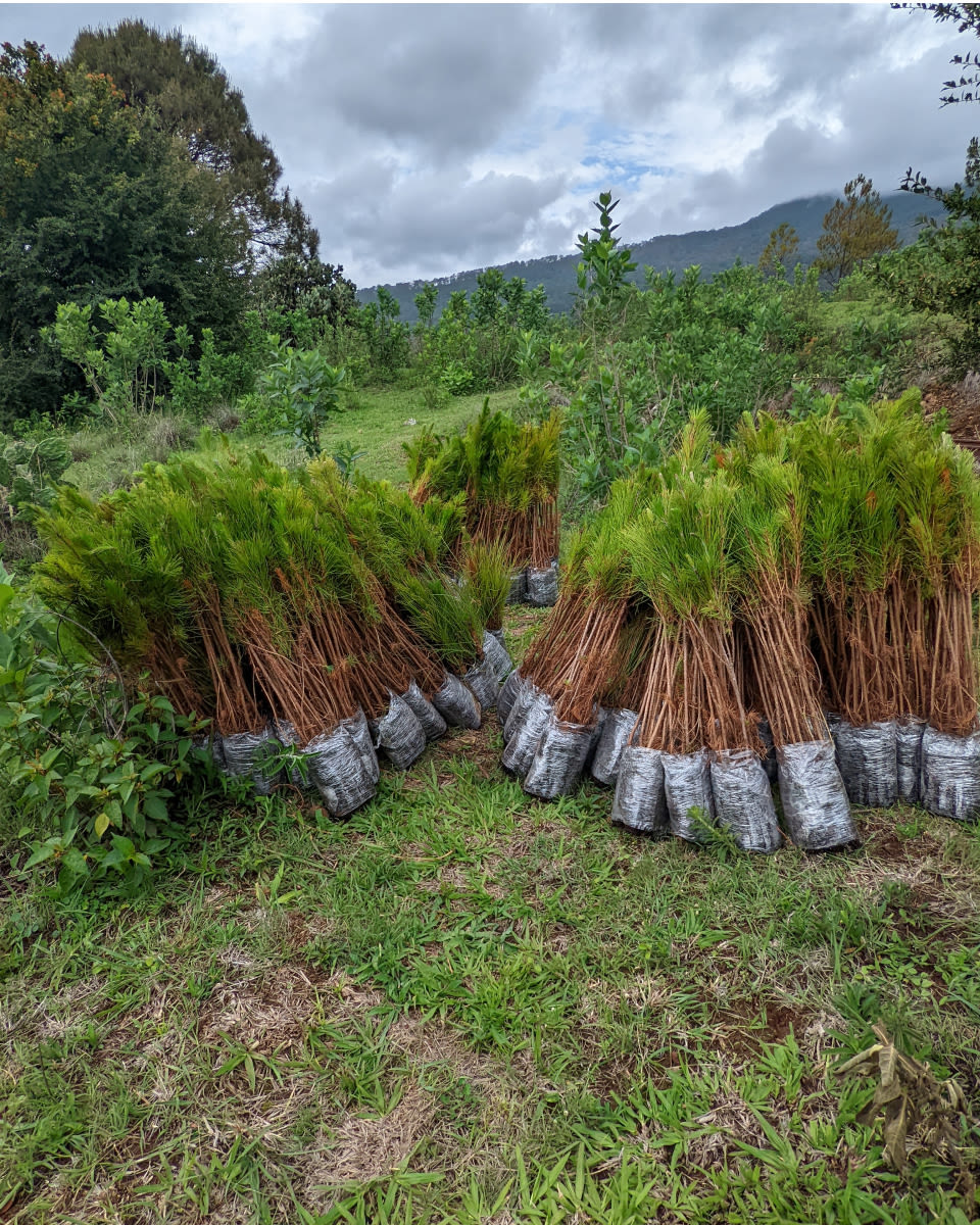 World Environment Day: One Tree Planted
