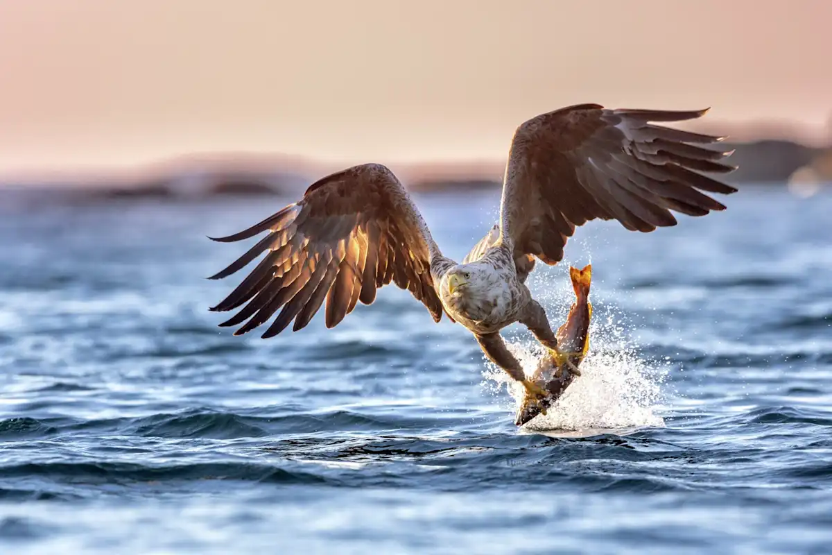 Sea Eagles | White-Tailed Eagle | Hurtigruten