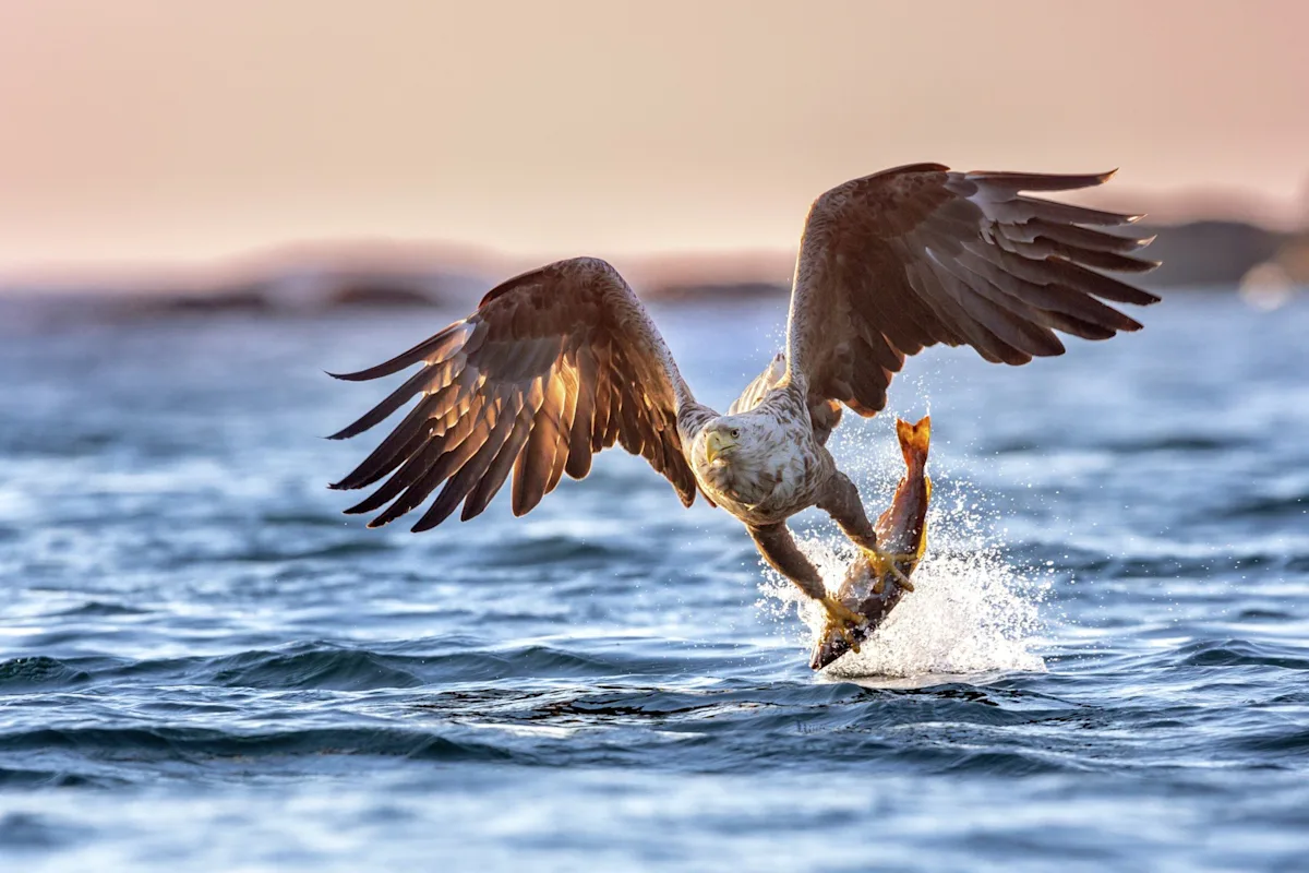 Sea Eagles | White-Tailed Eagle | Hurtigruten US