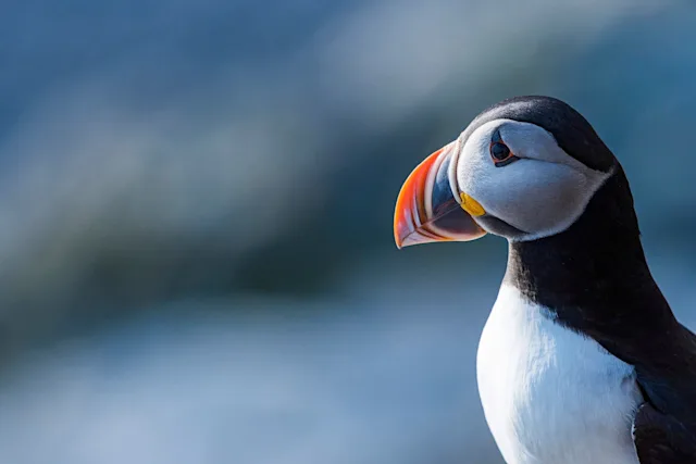 Wildlife in Norway | Animals of Norway | Hurtigruten US