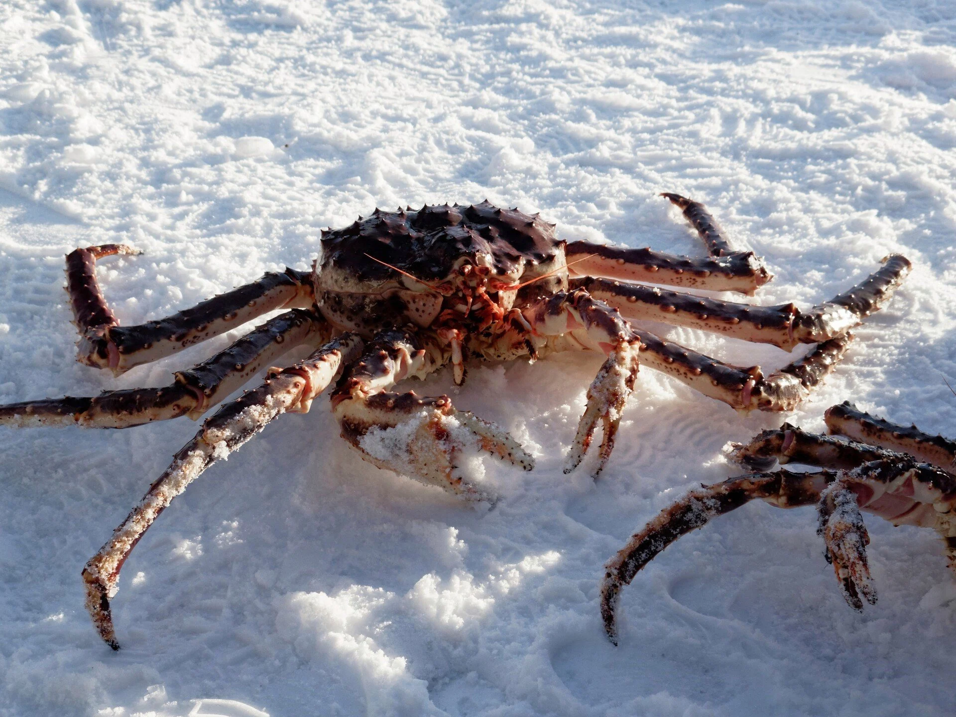 Le Crabe Royal | Faune de Norvège | Hurtigruten FR