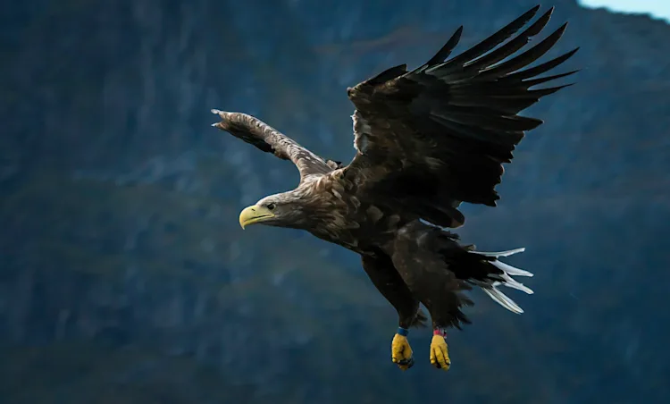 Sea Eagles | White-Tailed Eagle | Hurtigruten US